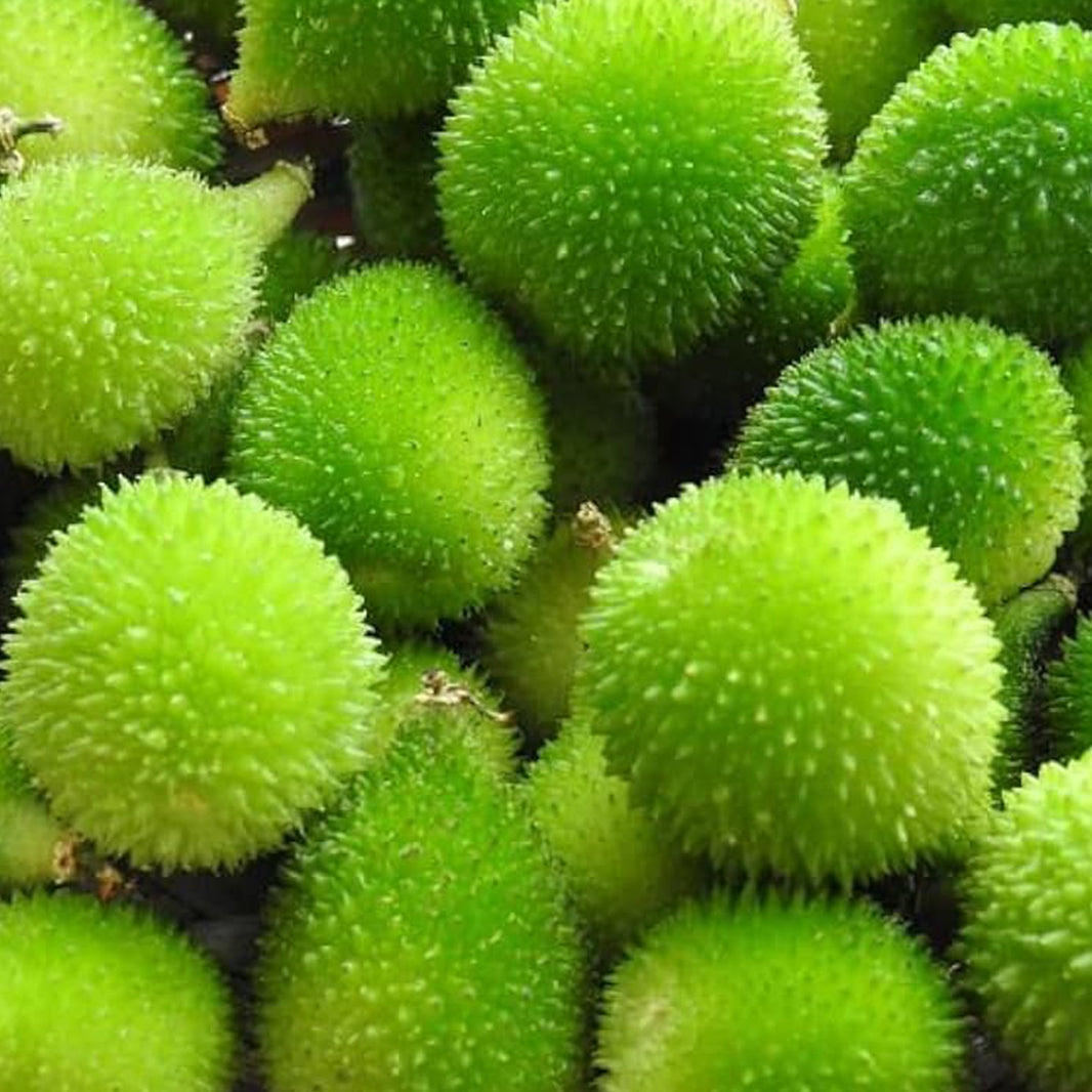 Bengali Vegetables – Good Food Bar